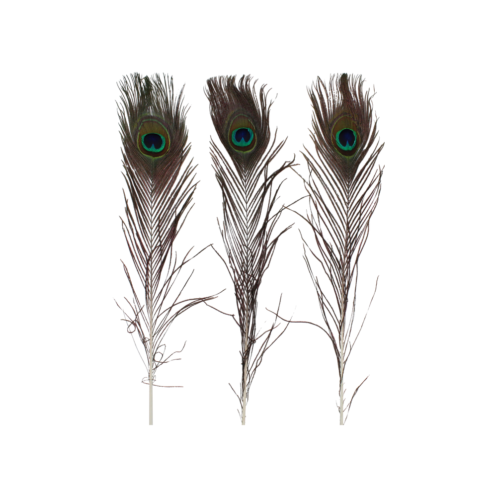 COSTUMES – Schuman Feathers