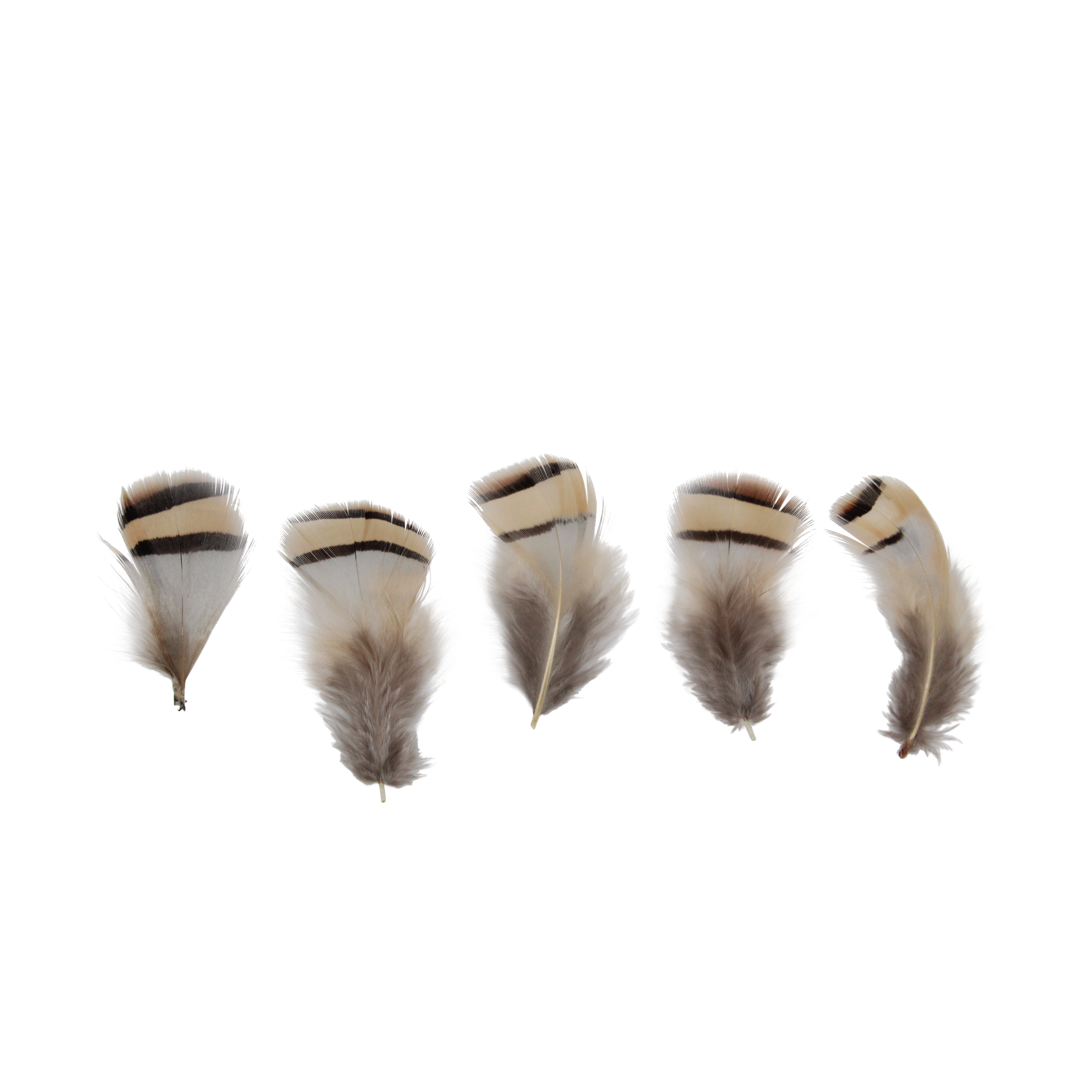 Plumage – Schuman Feathers