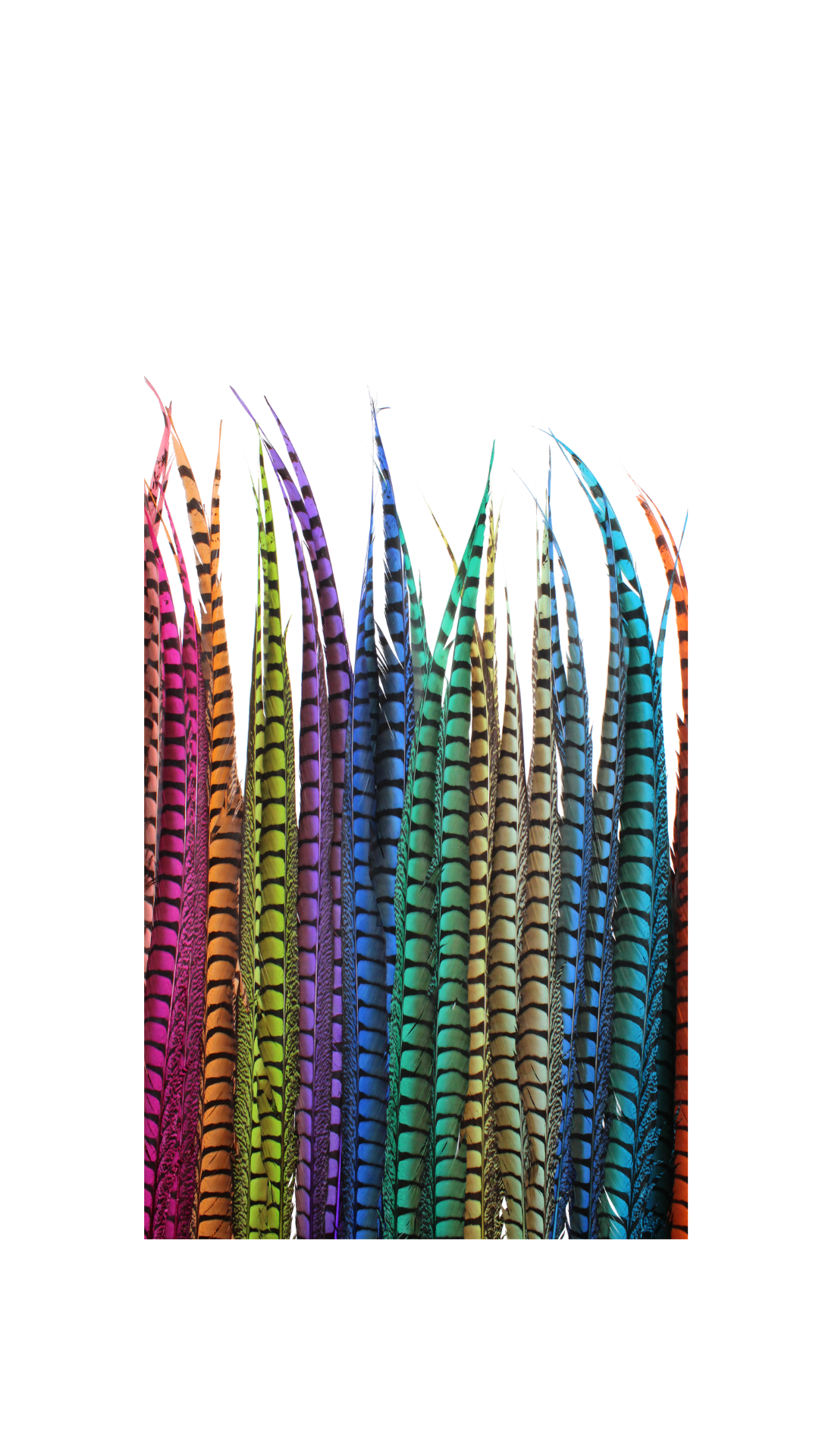 Pheasant Lady Amhurst – Schuman Feathers