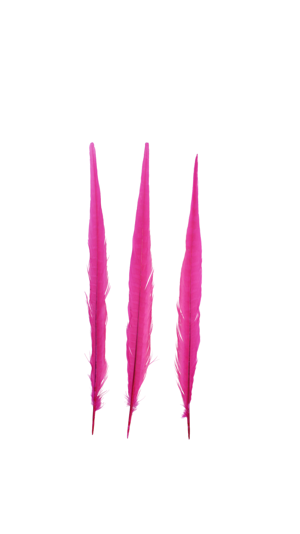 Pheasant – Schuman Feathers