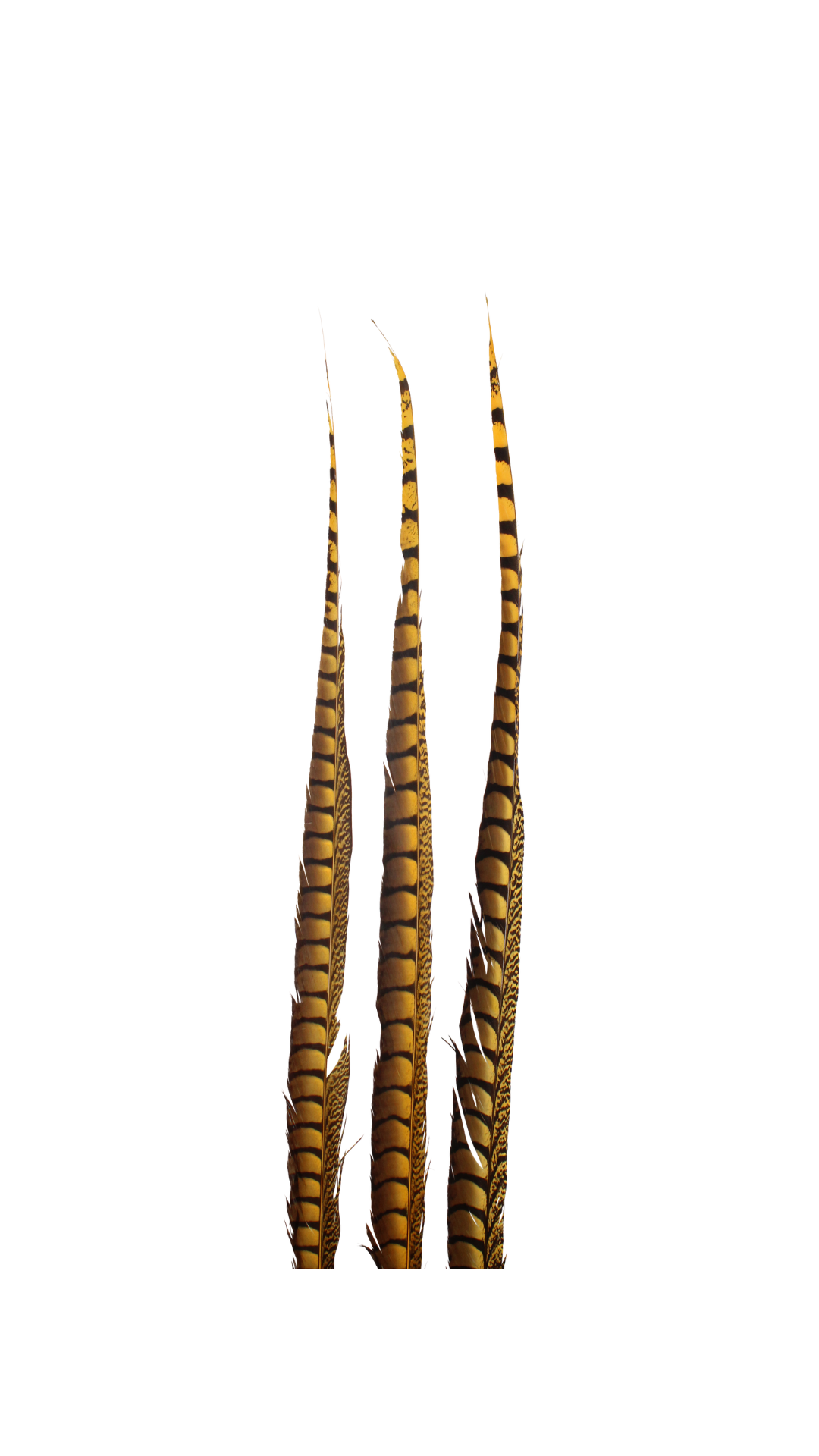 Lady Amhurst Overdyed 25" + – Schuman Feathers