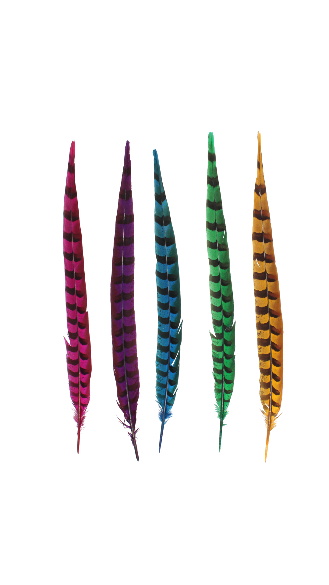 Pheasant Reeves – Schuman Feathers