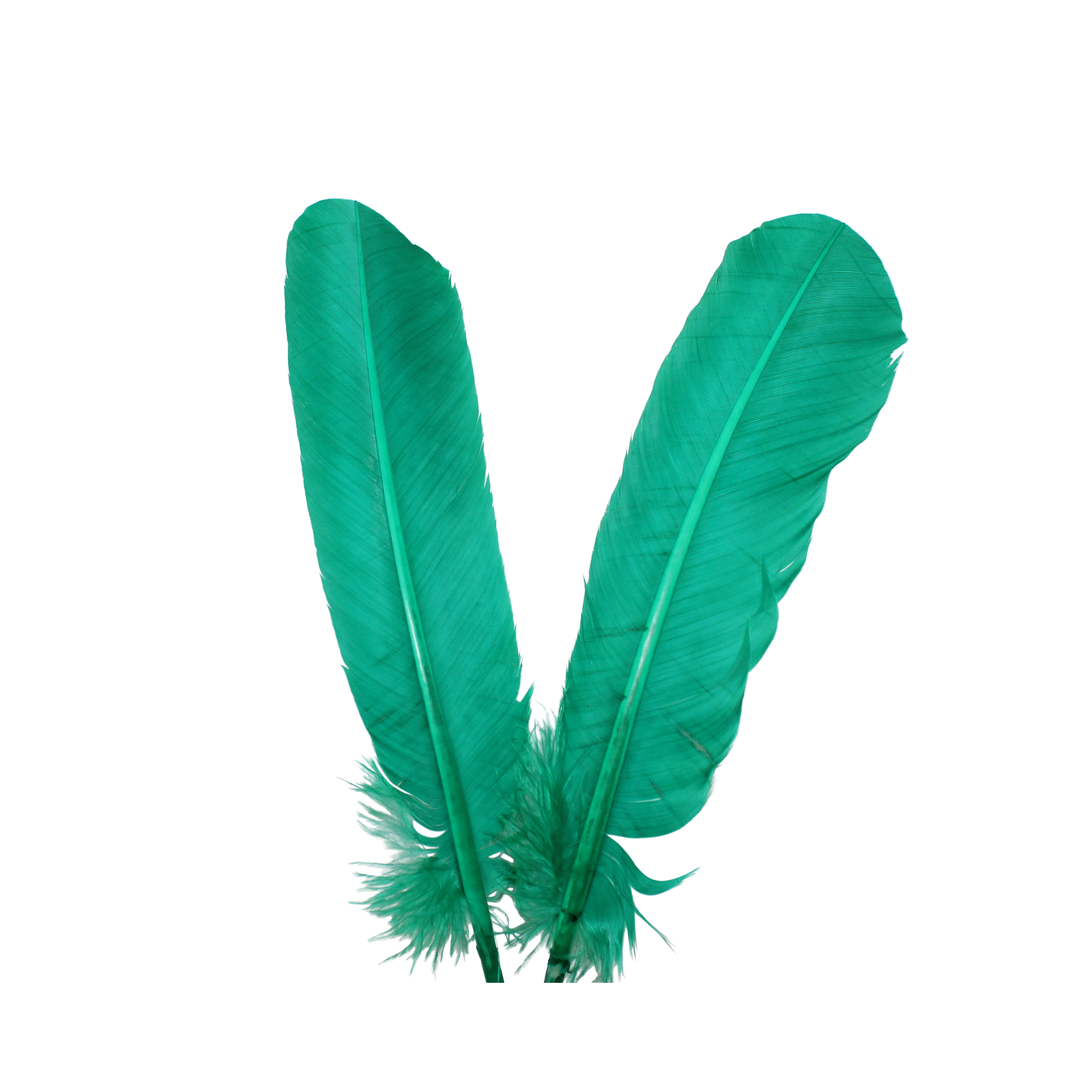 Turkey – Schuman Feathers