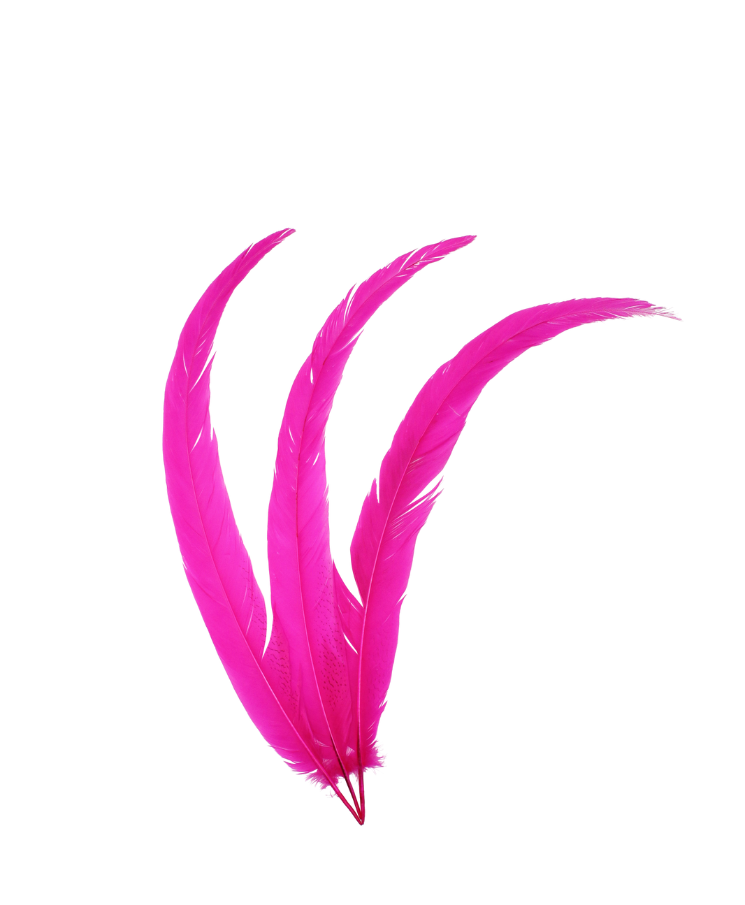 Silvertail 28"+ – Schuman Feathers