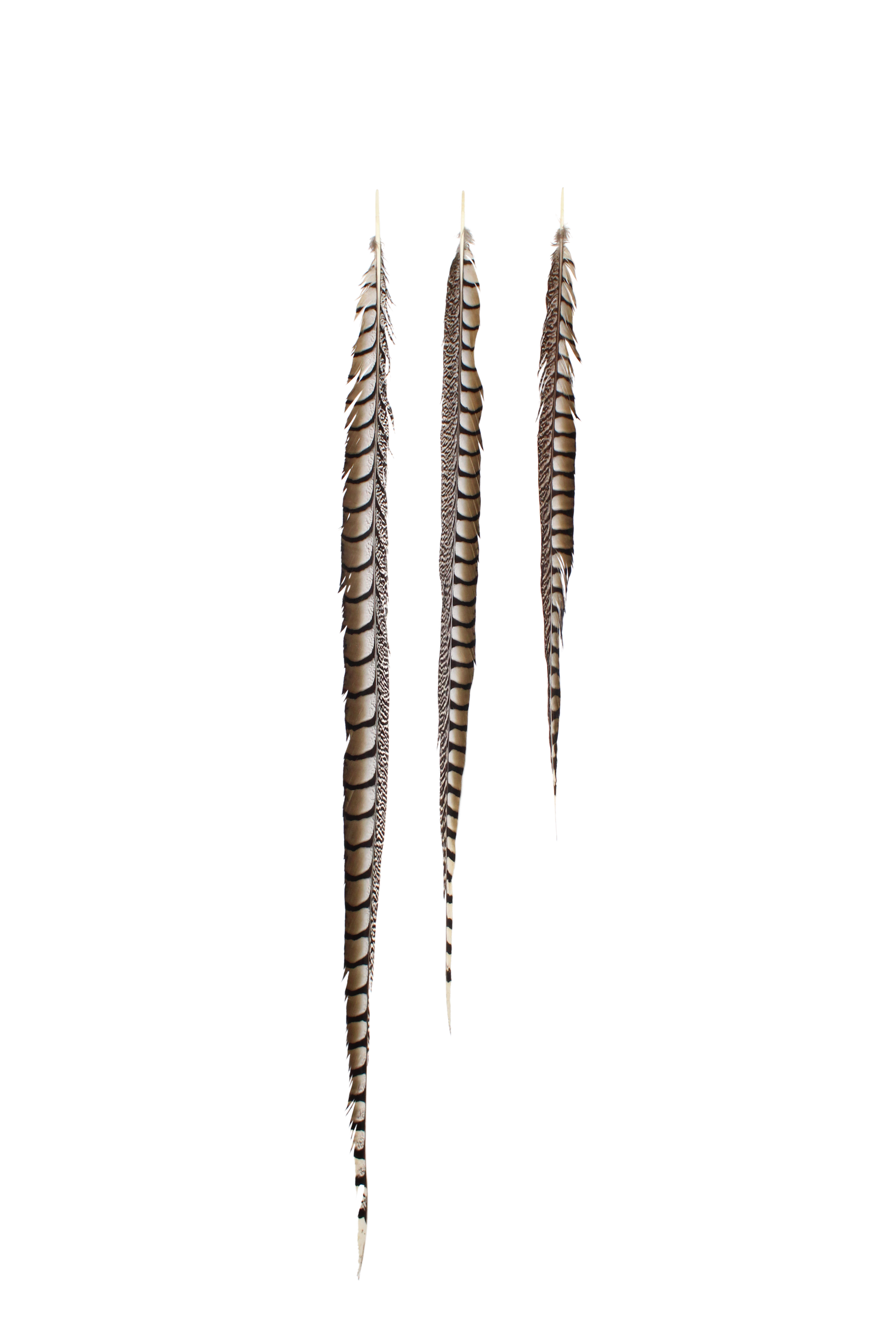 Pheasant Lady Amhurst – Schuman Feathers