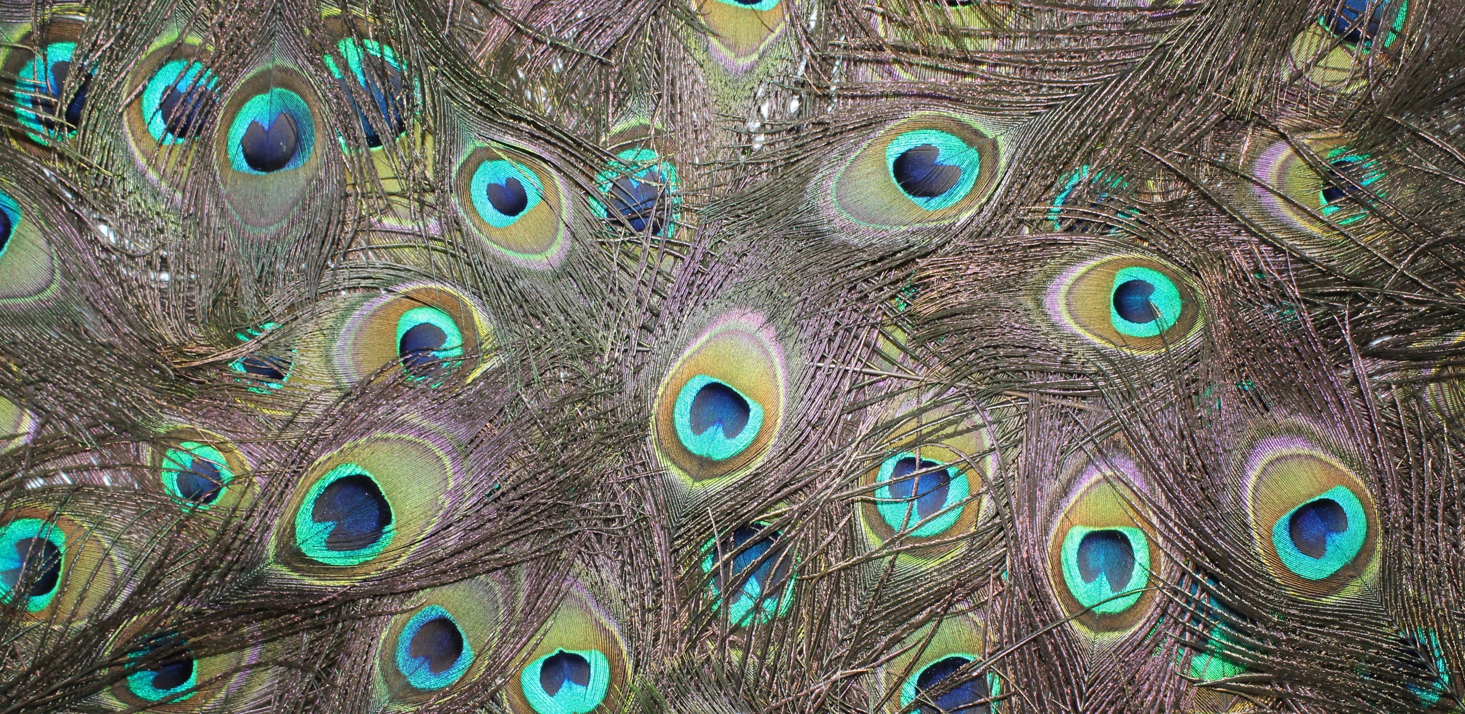 Schuman Feathers - Quality Wholesale Feathers to buy in the USA