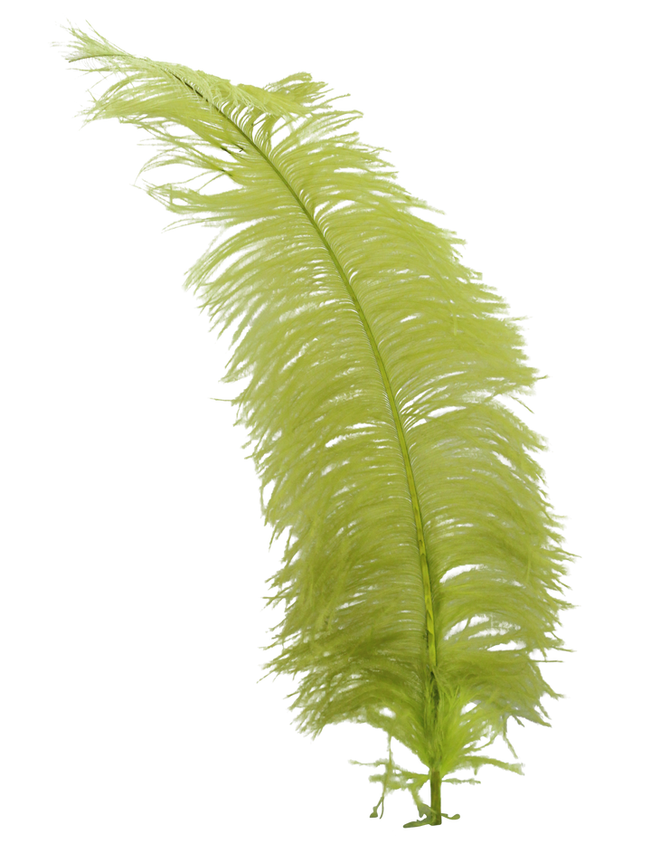 Spads Untrimmed 20”+ – Schuman Feathers