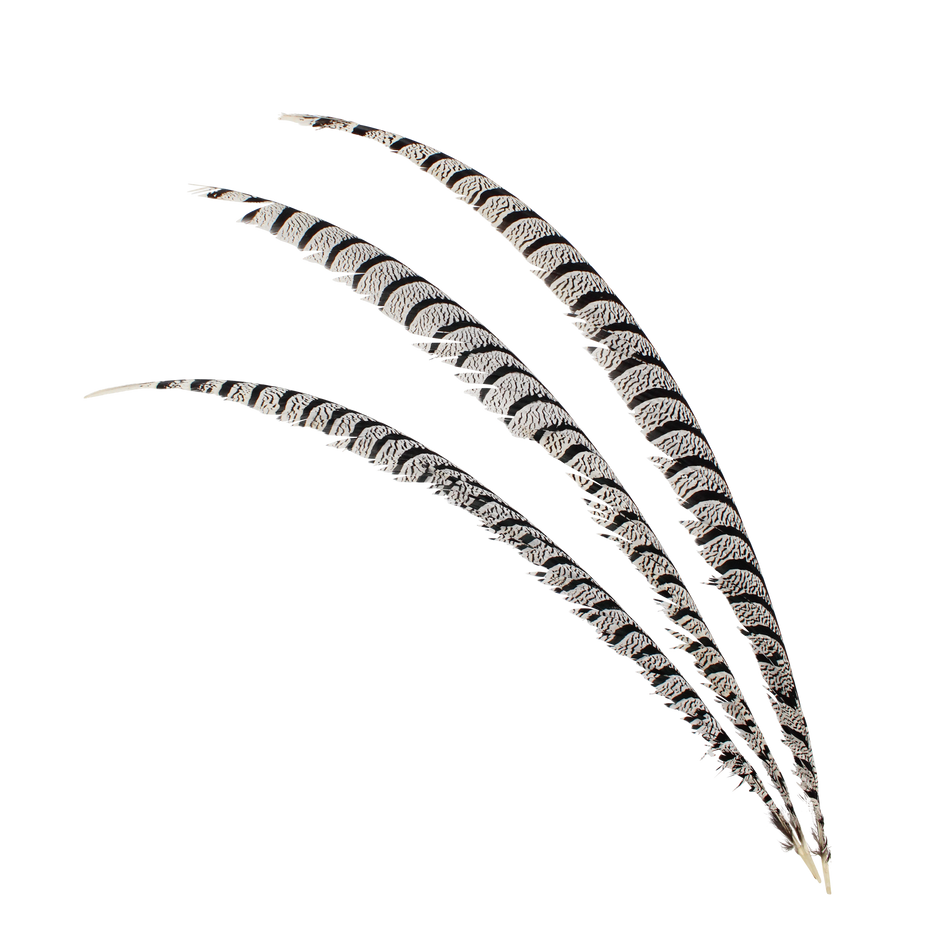 Zebra Natural – Schuman Feathers