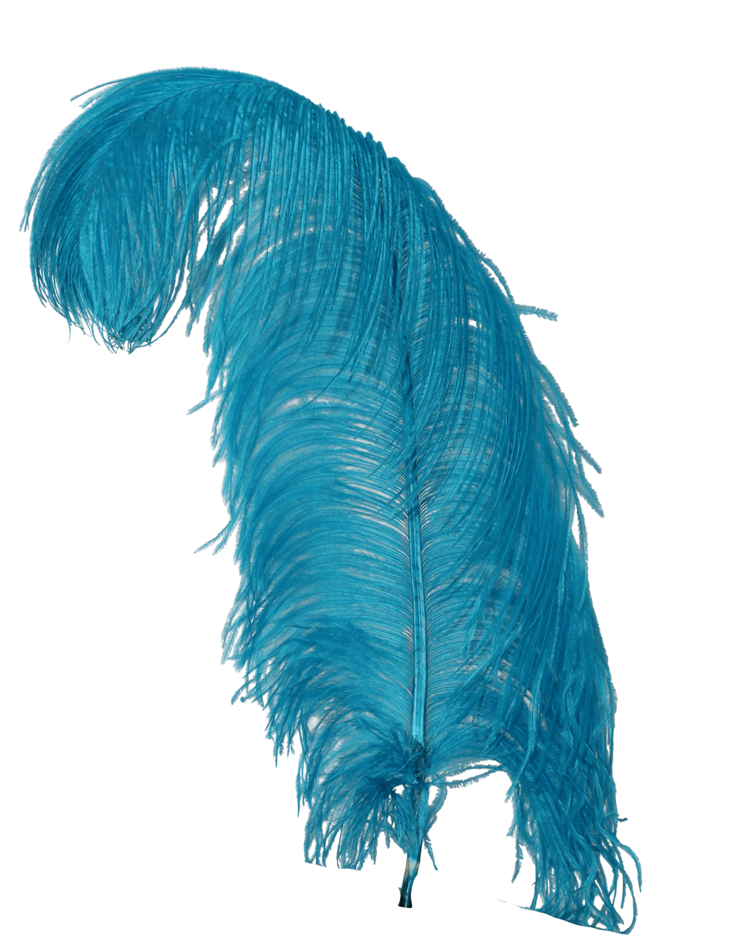 Wing Plumes 1st Quality 20”+ – Schuman Feathers